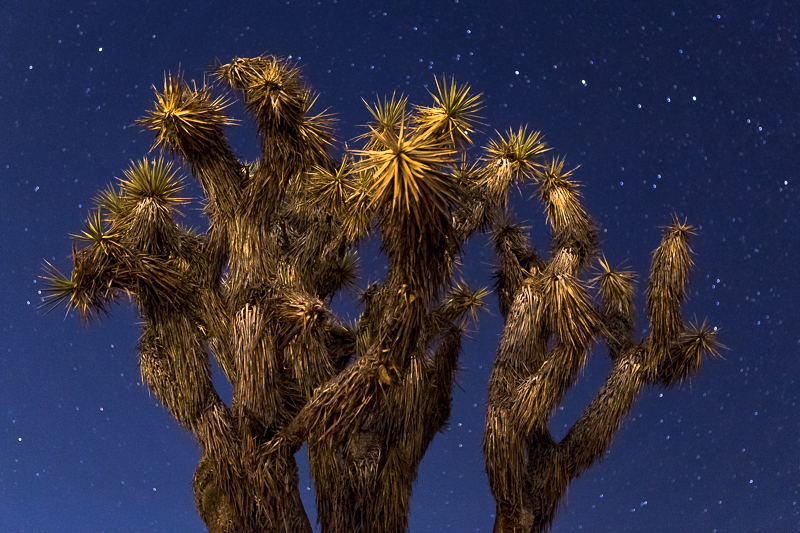 Deep Dreams: Google's Crazy Psychedelic Photography Tool