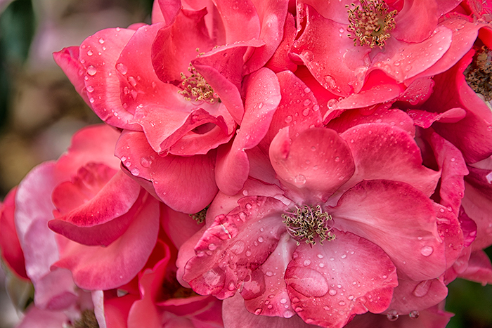Flower Photography Tips: 8 quick steps - Hacking Photography