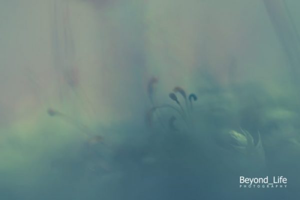 Sharp photos are over-rated - lets open up our lenses!