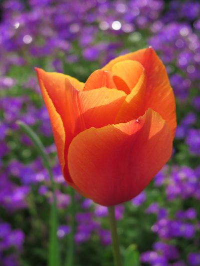 Photographing Flowers: 10 Tips to Capture Beauty in every shot